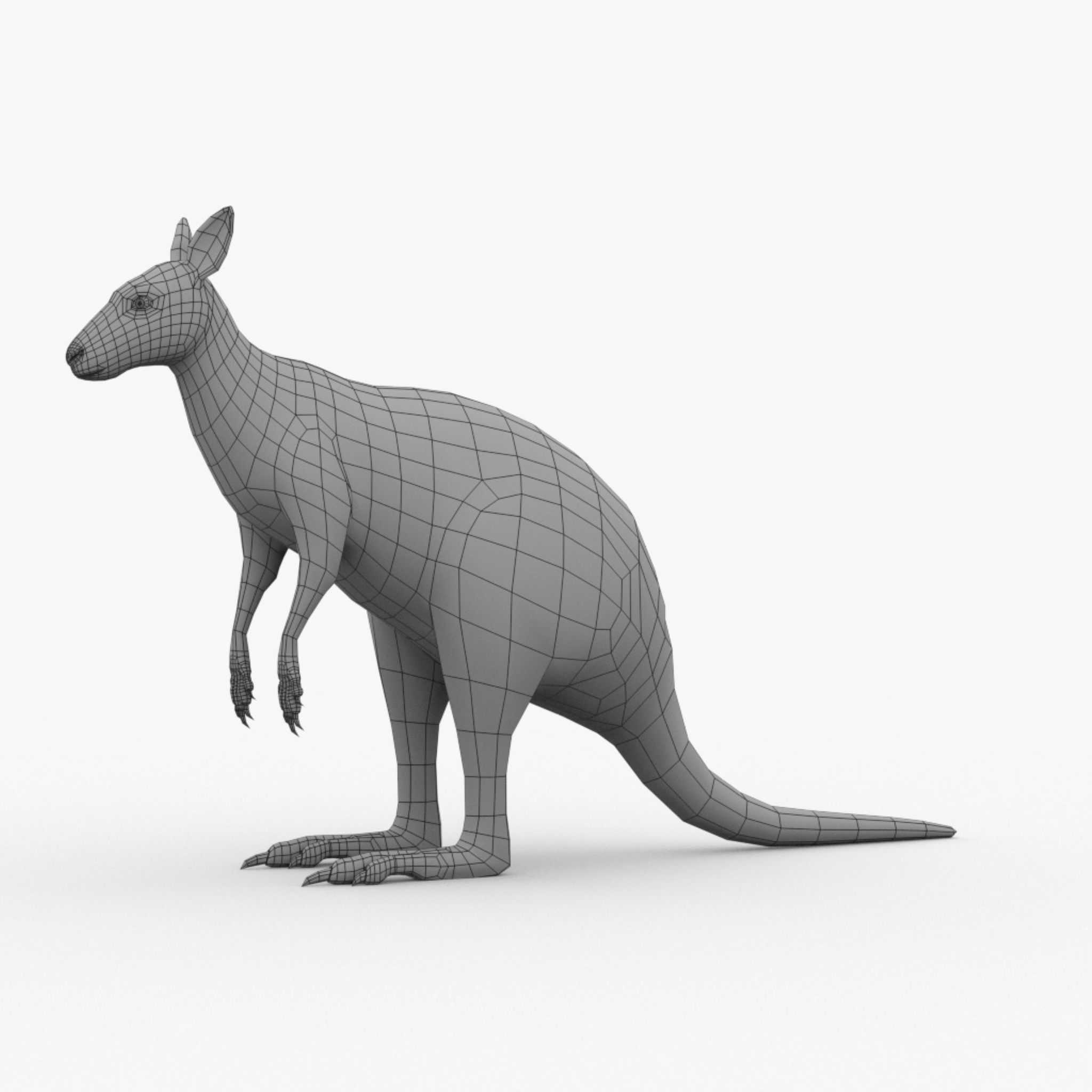 3D kangaroo basemesh model - TurboSquid 2006950