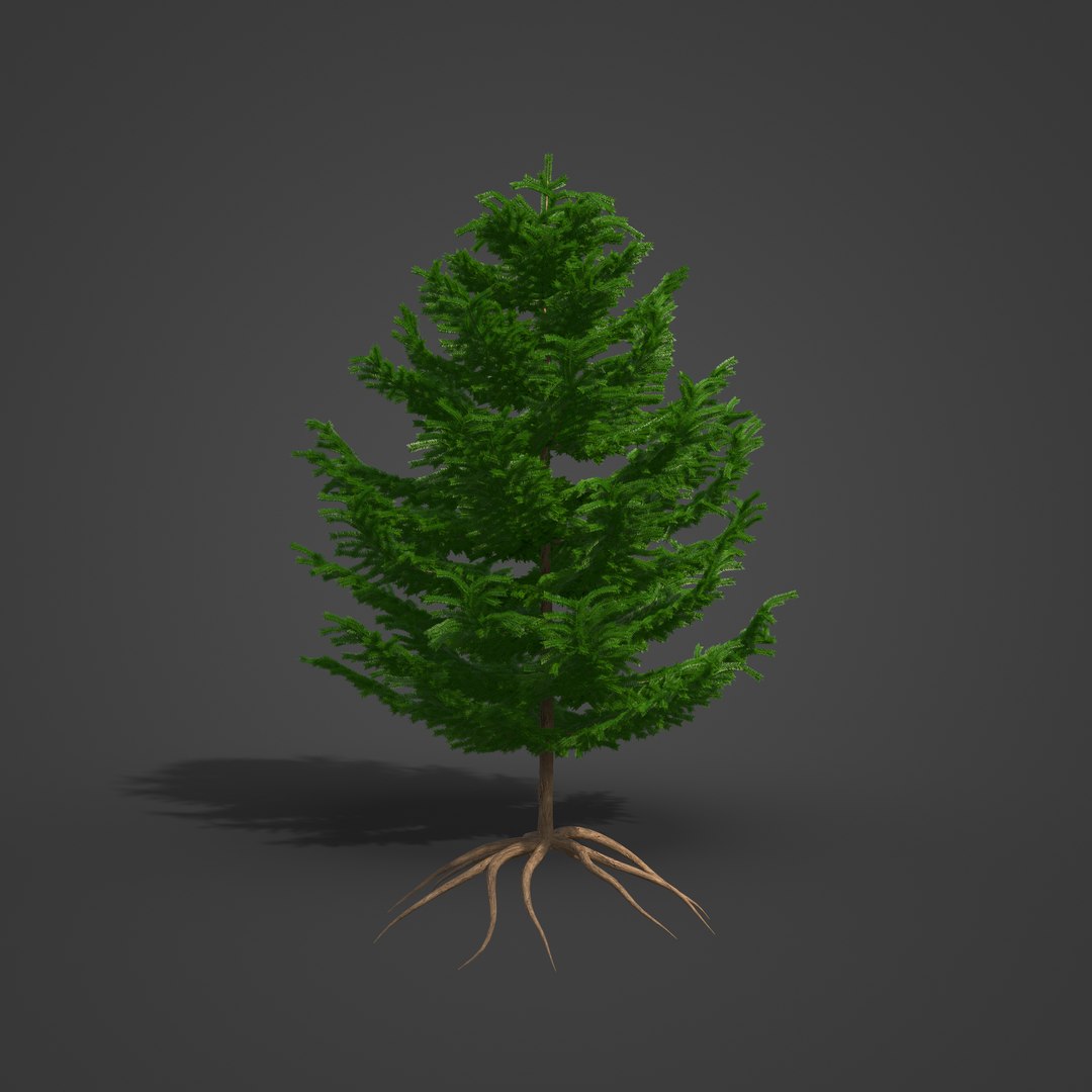 2021 PBR California Nutmeg Collection - Torreja Californica 3D Model ...