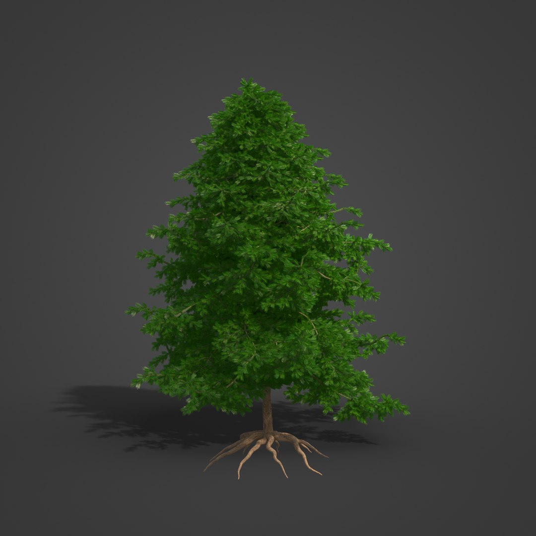 2021 PBR California Nutmeg Collection - Torreja Californica 3D Model ...