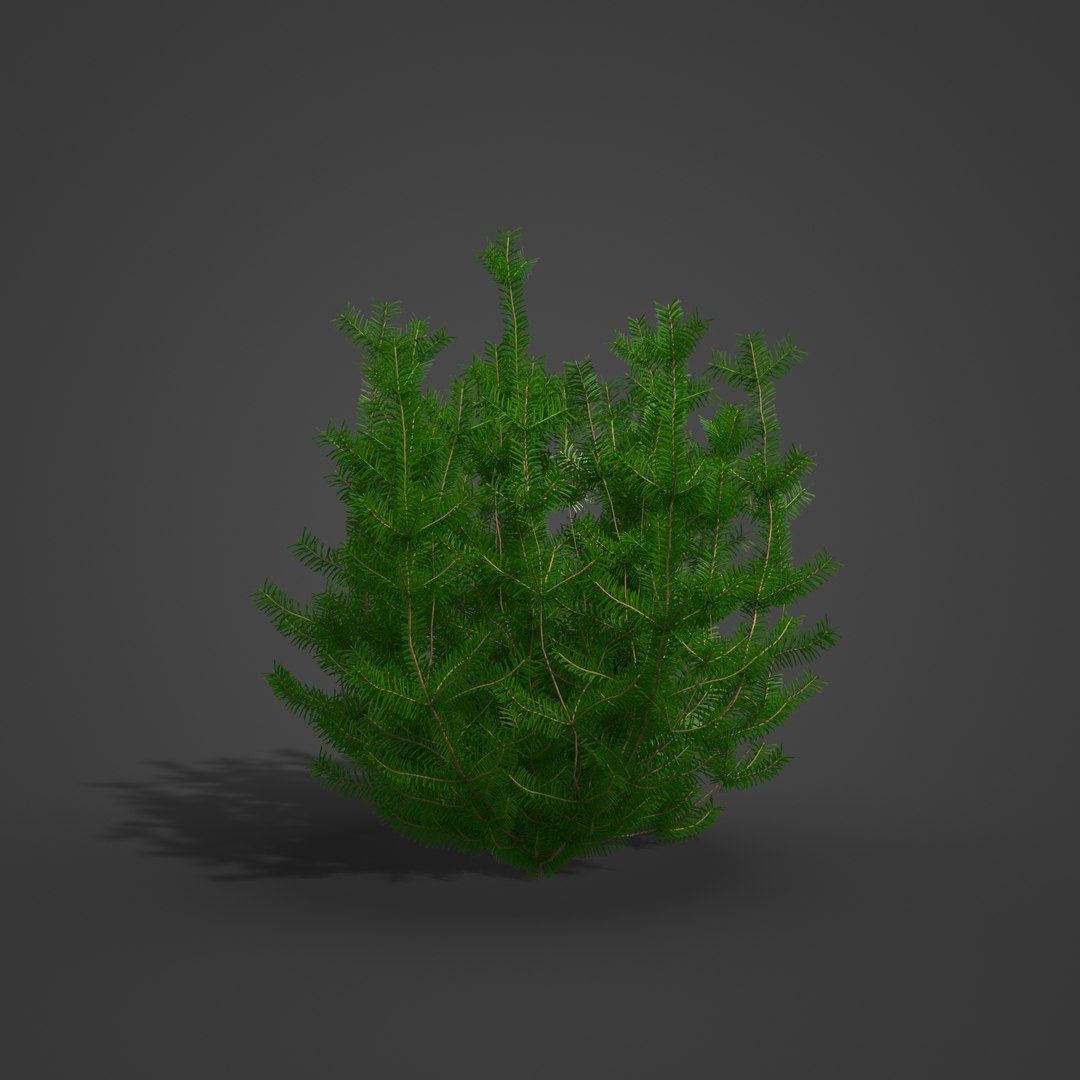 2021 PBR California Nutmeg Collection - Torreja Californica 3D Model ...