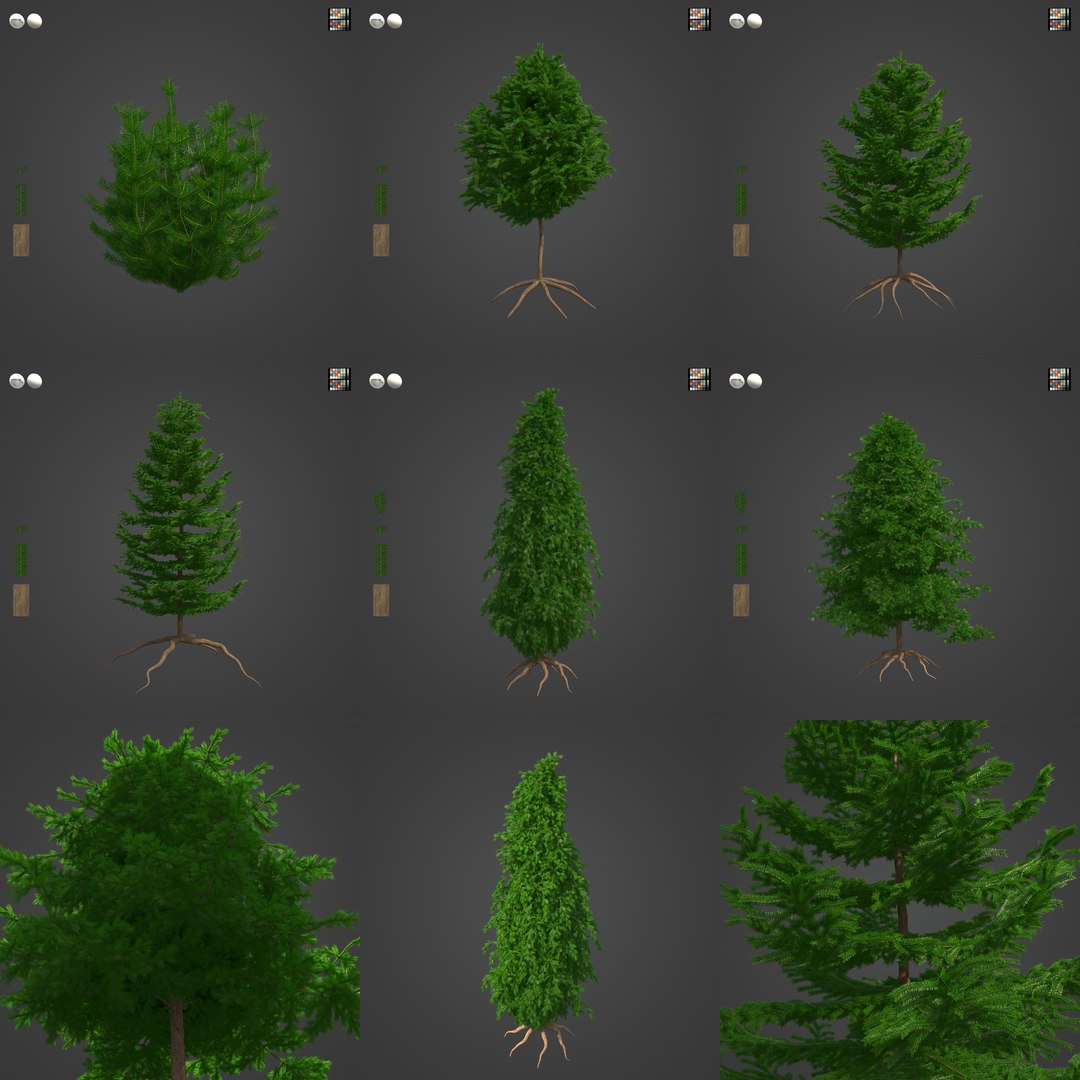 2021 PBR California Nutmeg Collection - Torreja Californica 3D Model ...