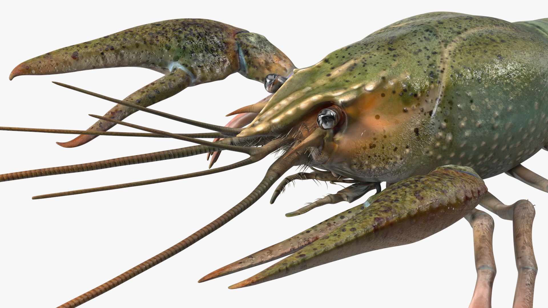Crayfishes Collection 3D model - TurboSquid 2170269