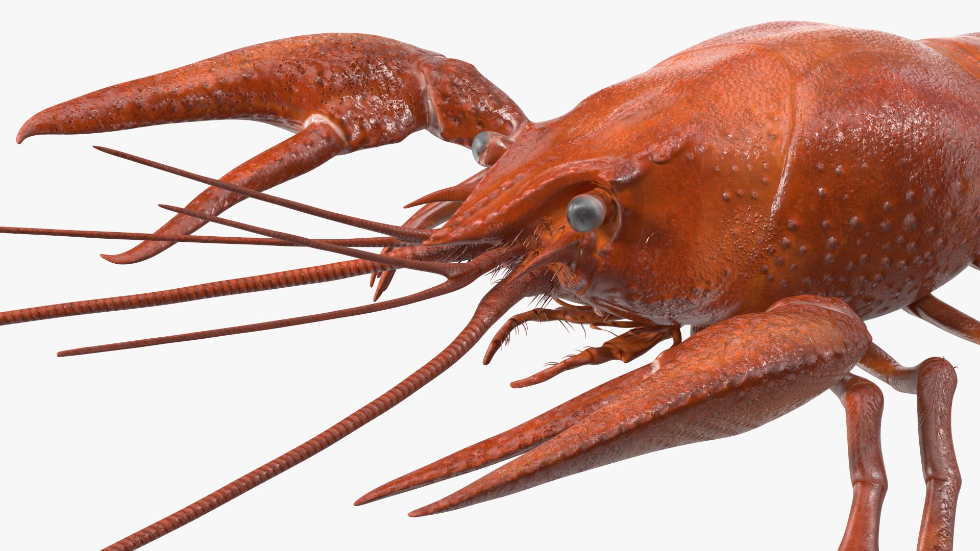 Crayfishes Collection 3D model - TurboSquid 2170269