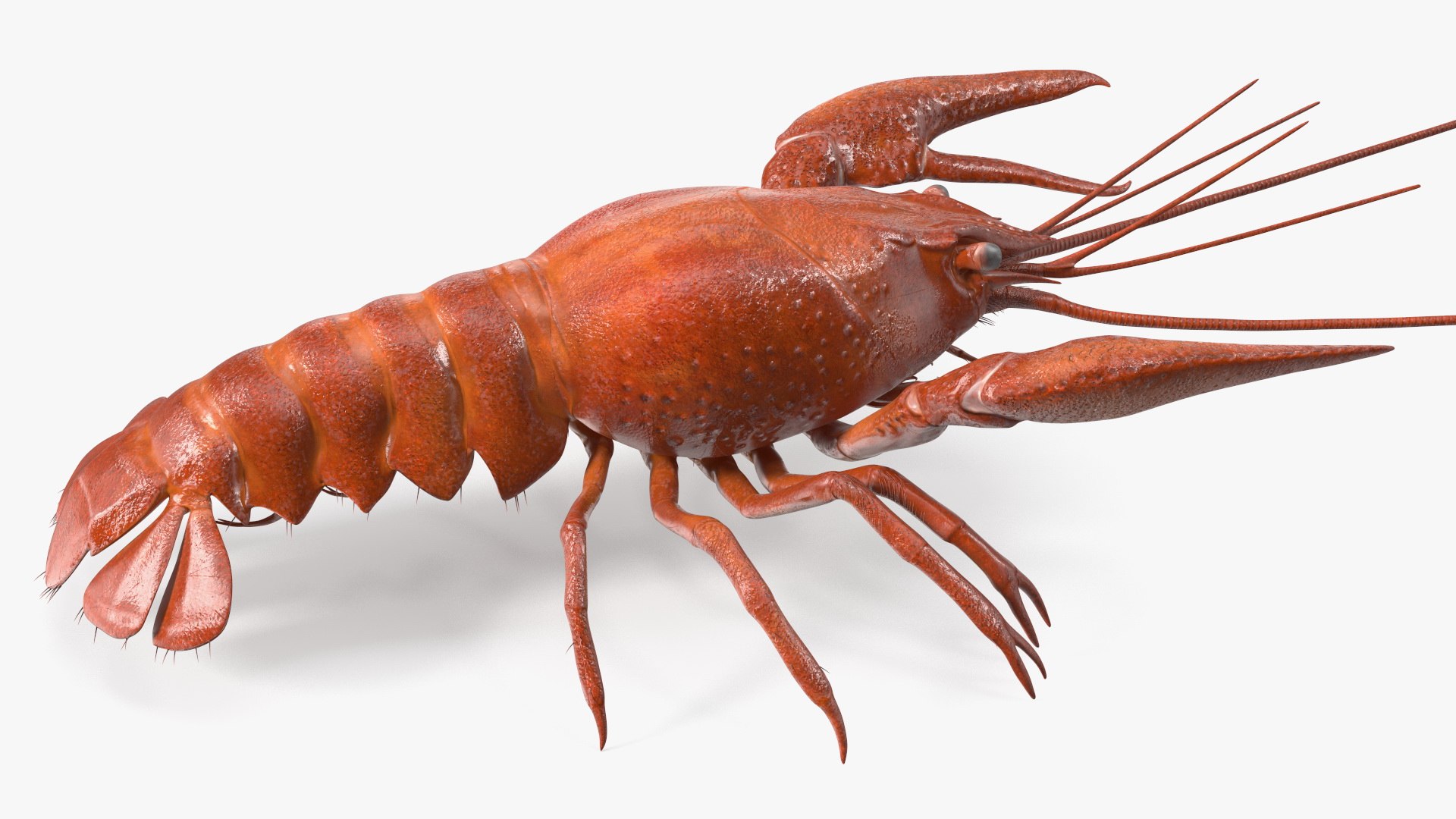 Crayfishes Collection 3D model - TurboSquid 2170269