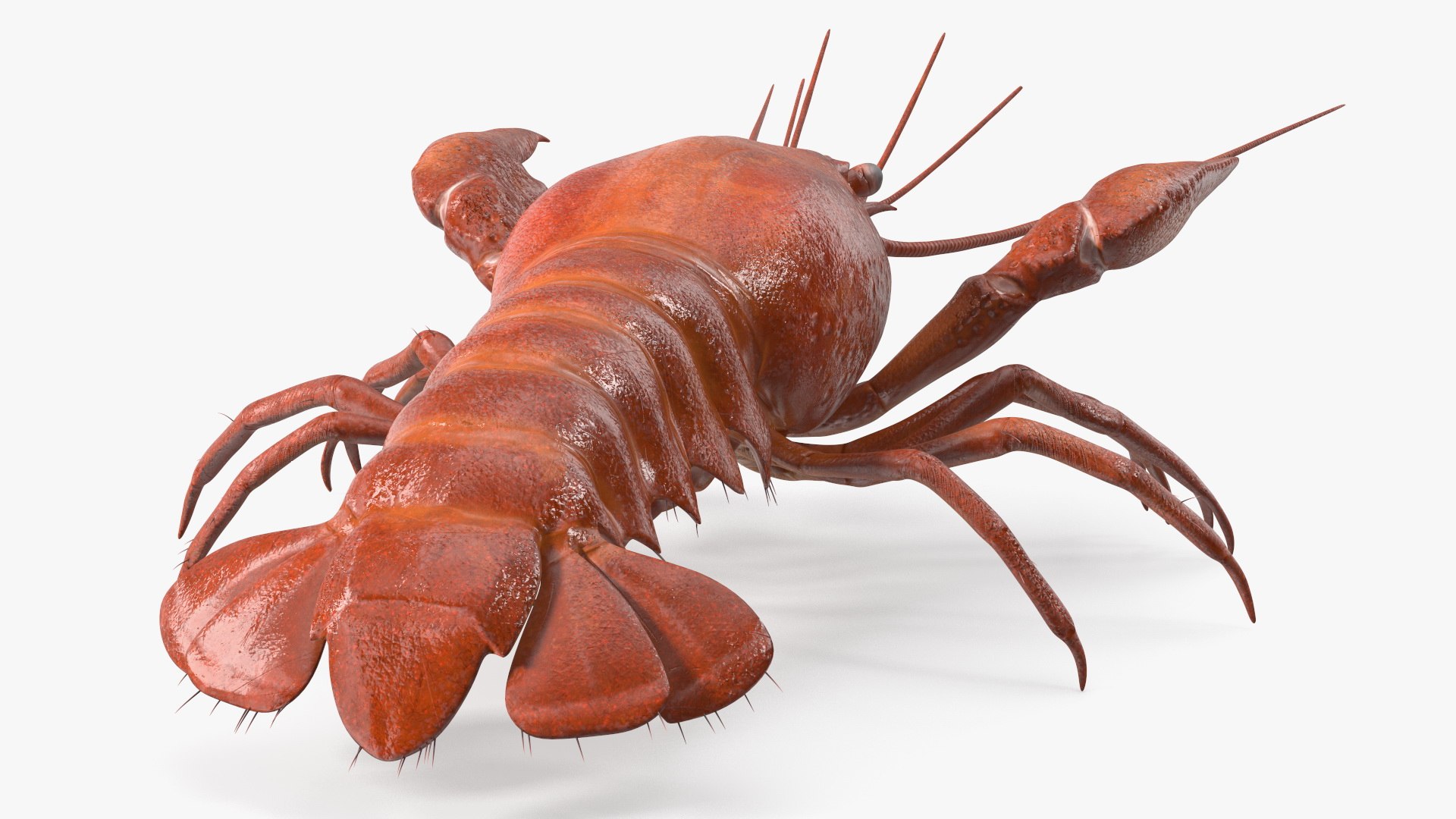 Crayfishes Collection 3D model - TurboSquid 2170269
