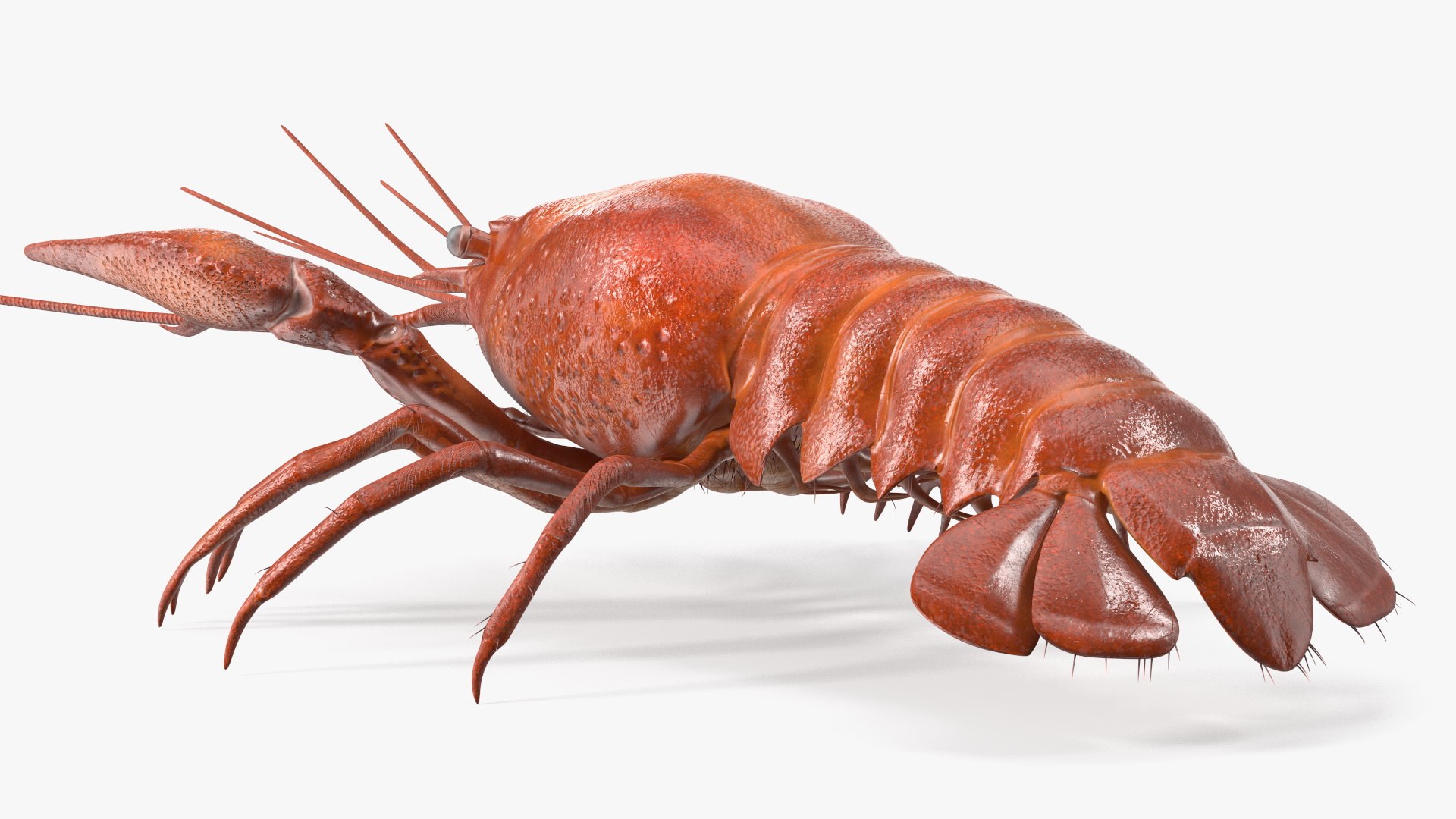 Crayfishes Collection 3D model - TurboSquid 2170269