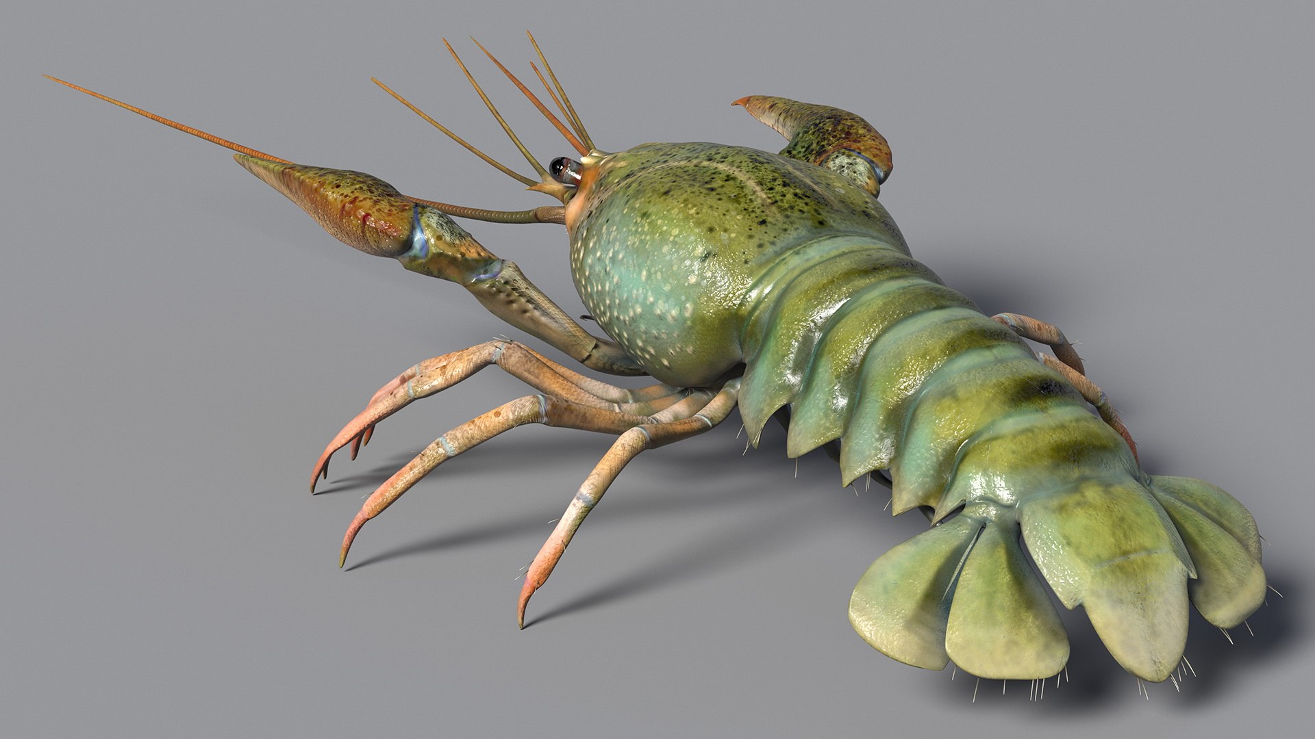 Crayfishes Collection 3D model - TurboSquid 2170269