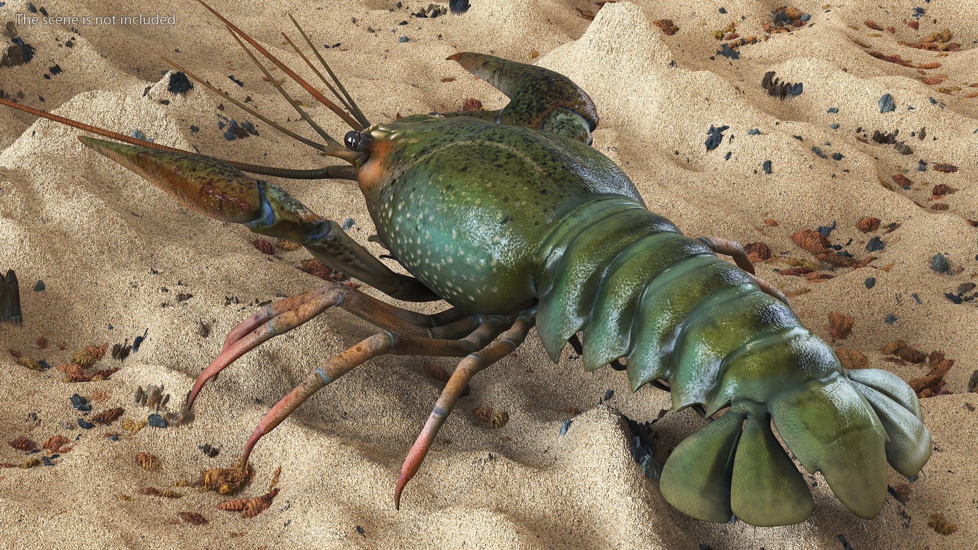 Crayfishes Collection 3D model - TurboSquid 2170269