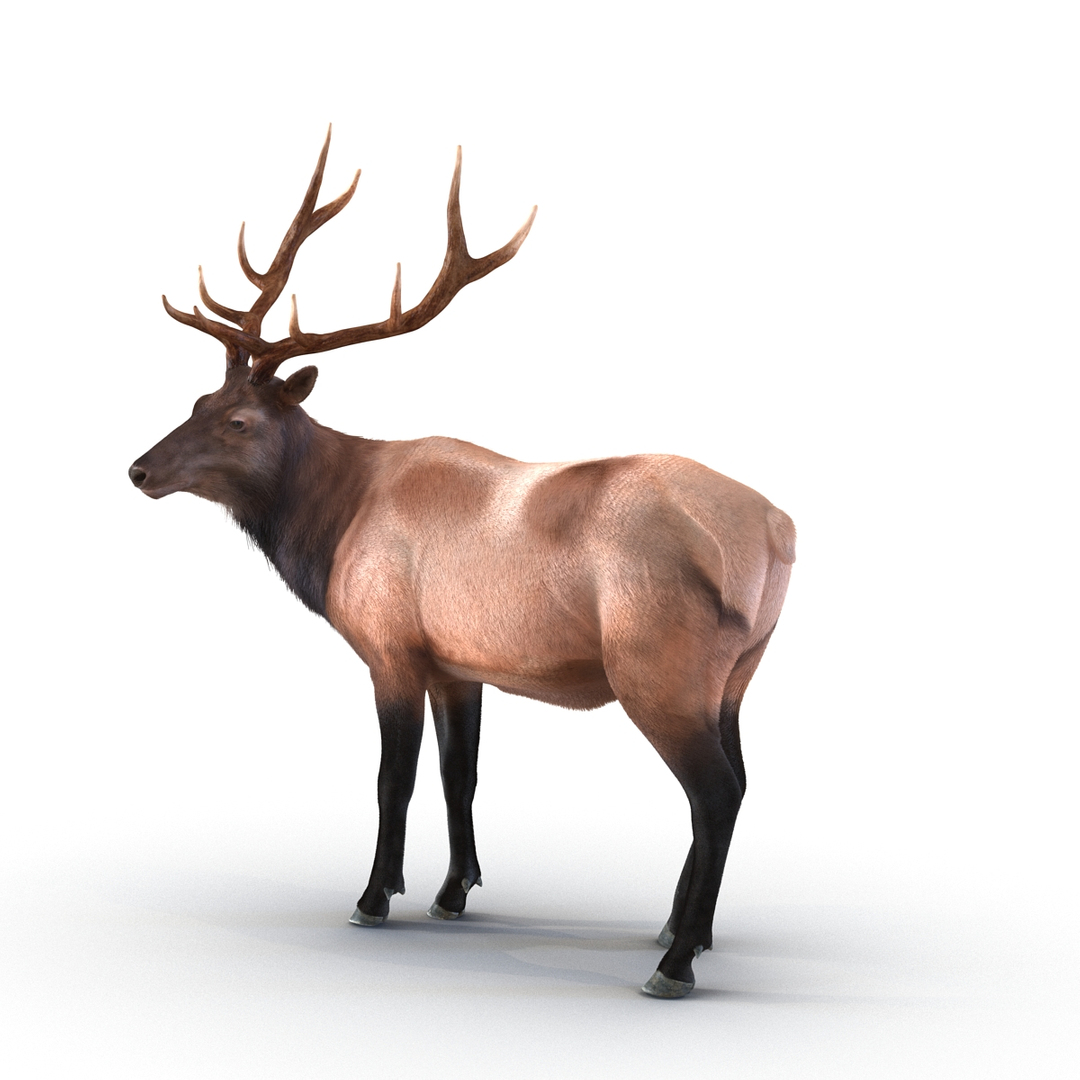Elk Pose 2 Fur Max