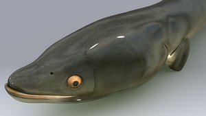 Eel 3D Models for Download | TurboSquid