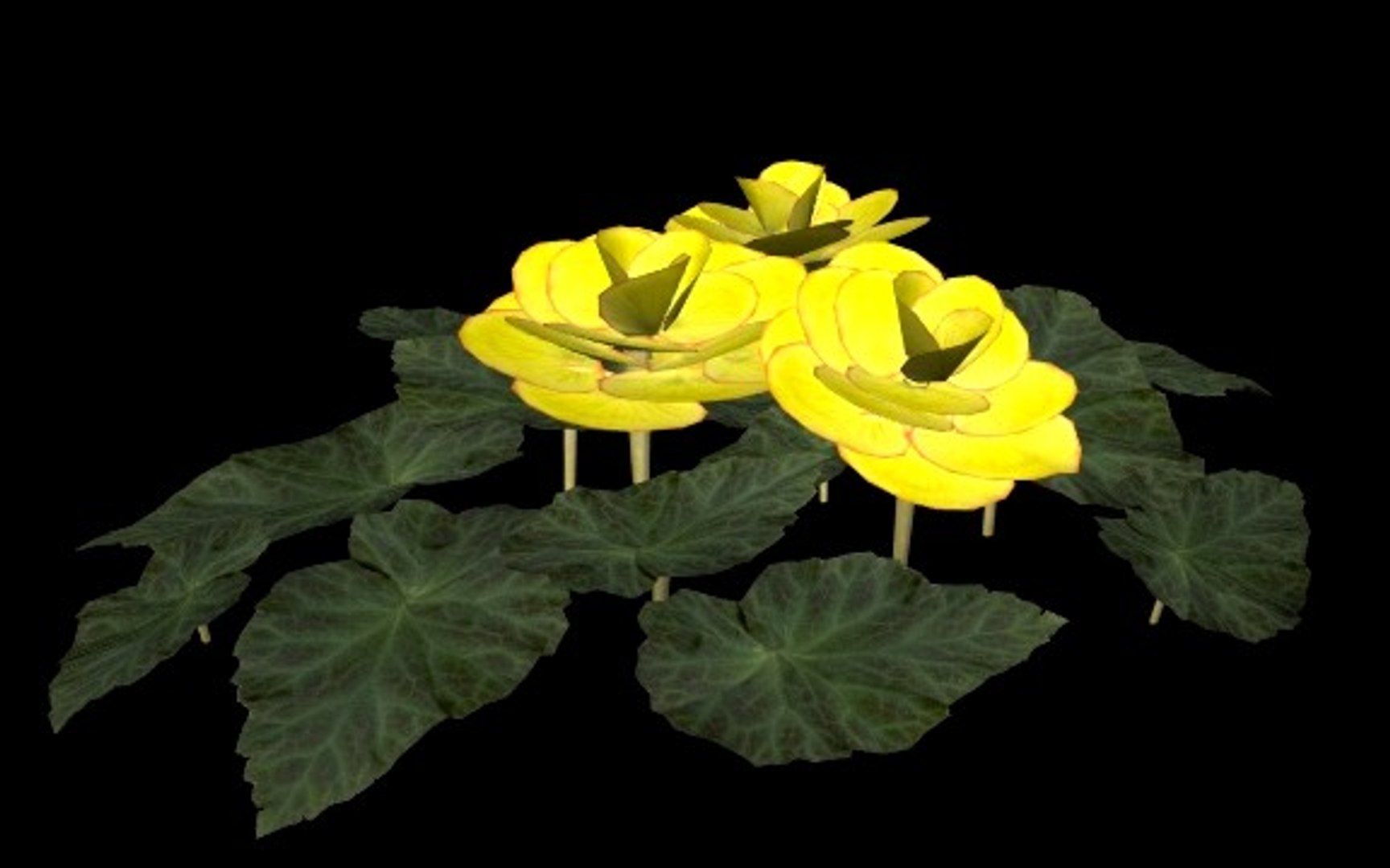 Maya Flower Begonia Yellow