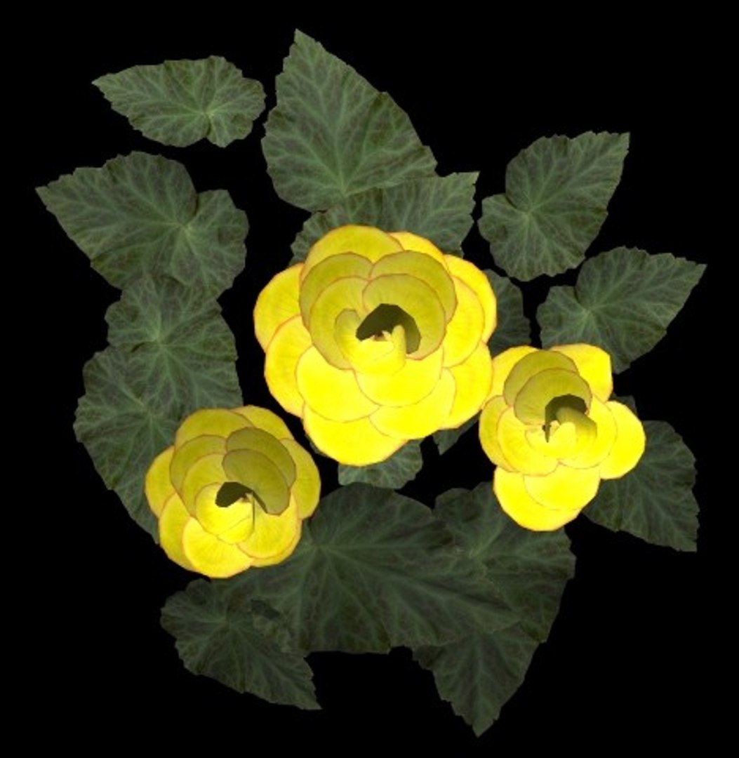 Maya Flower Begonia Yellow