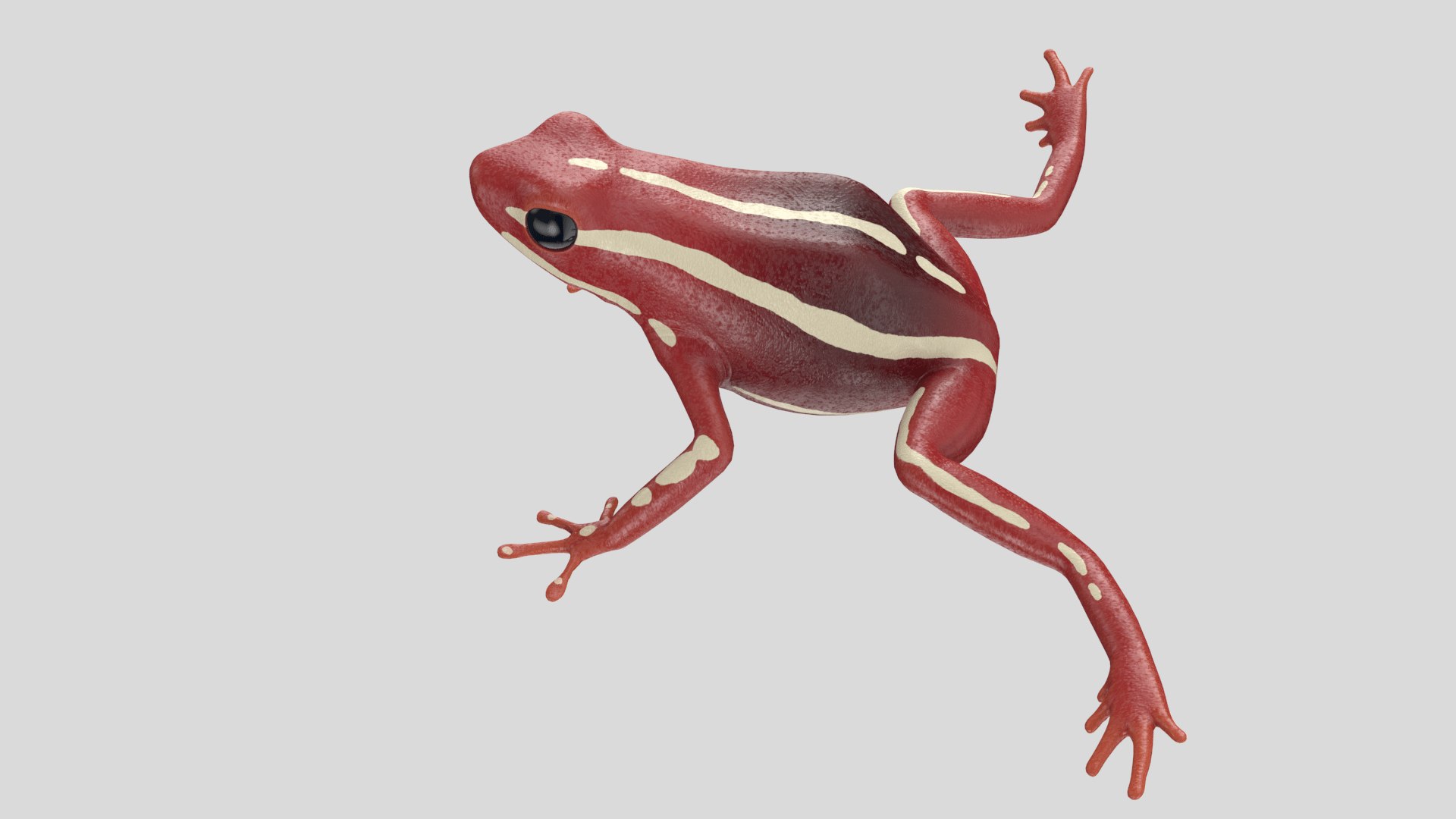 Dart Frog White 3D Model - TurboSquid 1670067
