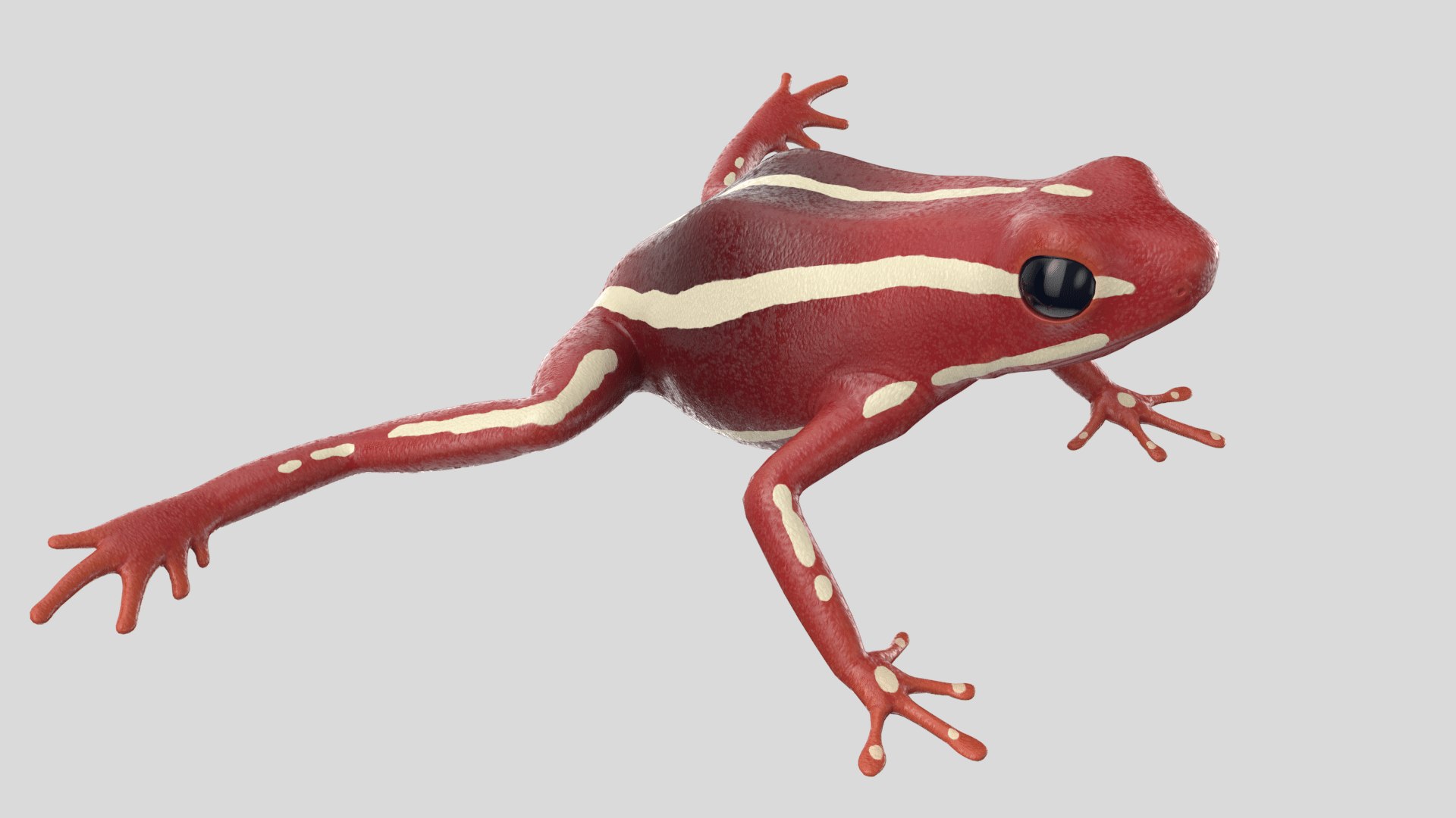 Dart Frog White 3D Model - TurboSquid 1670067