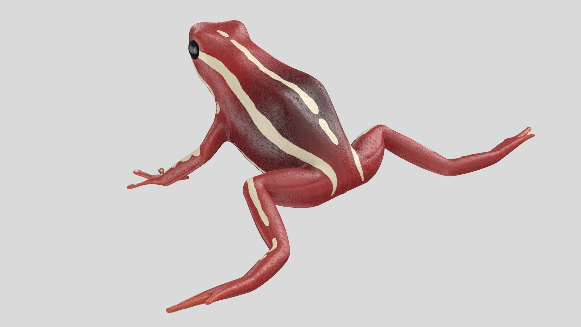 Dart Frog White 3D Model - TurboSquid 1670067