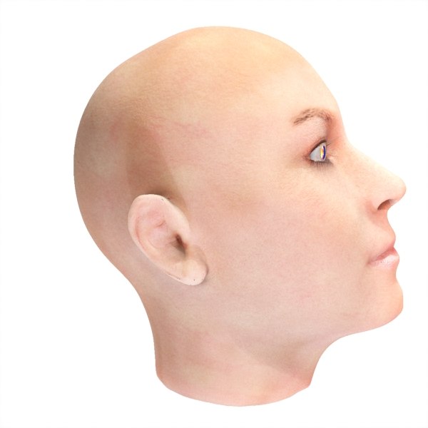 human head lateral slice 3d model