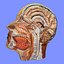 Human Head Lateral Slice 3d Model