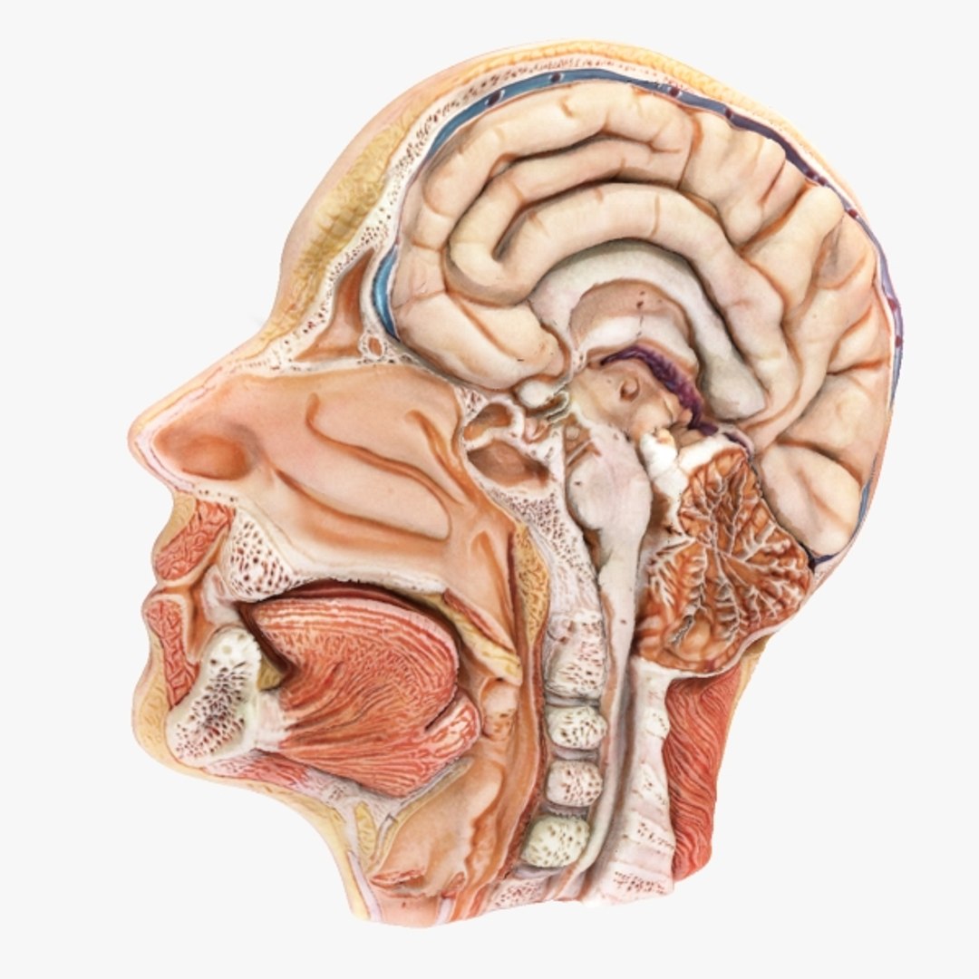 Human Head Lateral Slice 3d Model