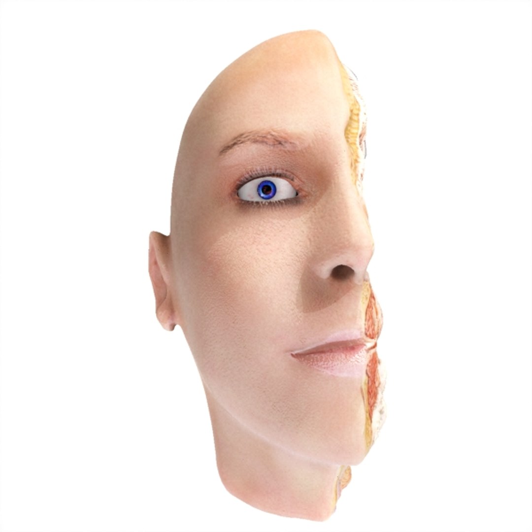 Human Head Lateral Slice 3d Model