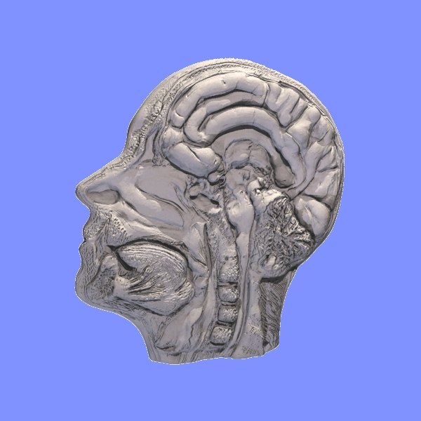 human head lateral slice 3d model