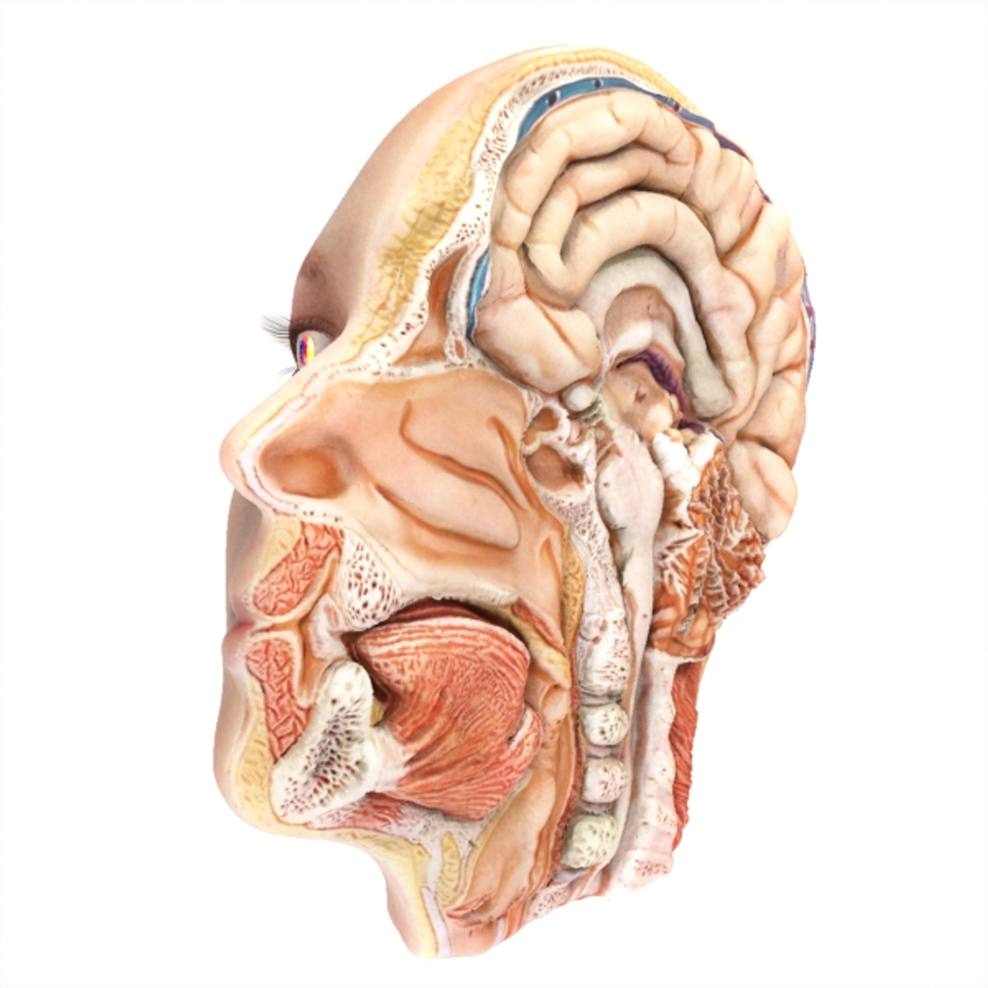 Human Head Lateral Slice 3d Model
