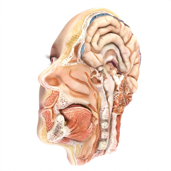 human head lateral slice 3d model