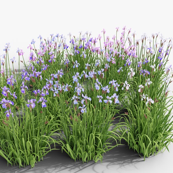 3D Iris-Flower Models | TurboSquid