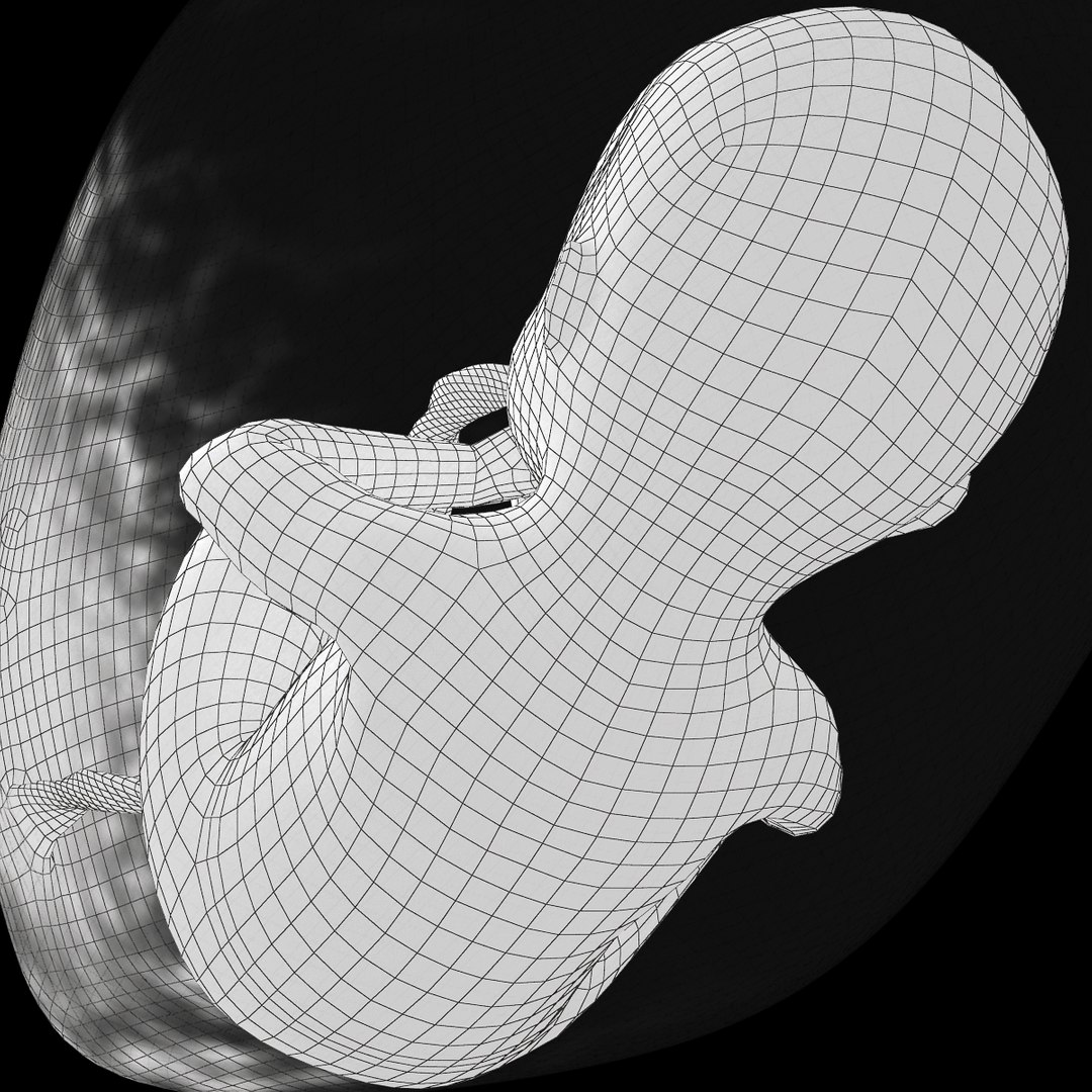 3d Realistic Fetus Womb