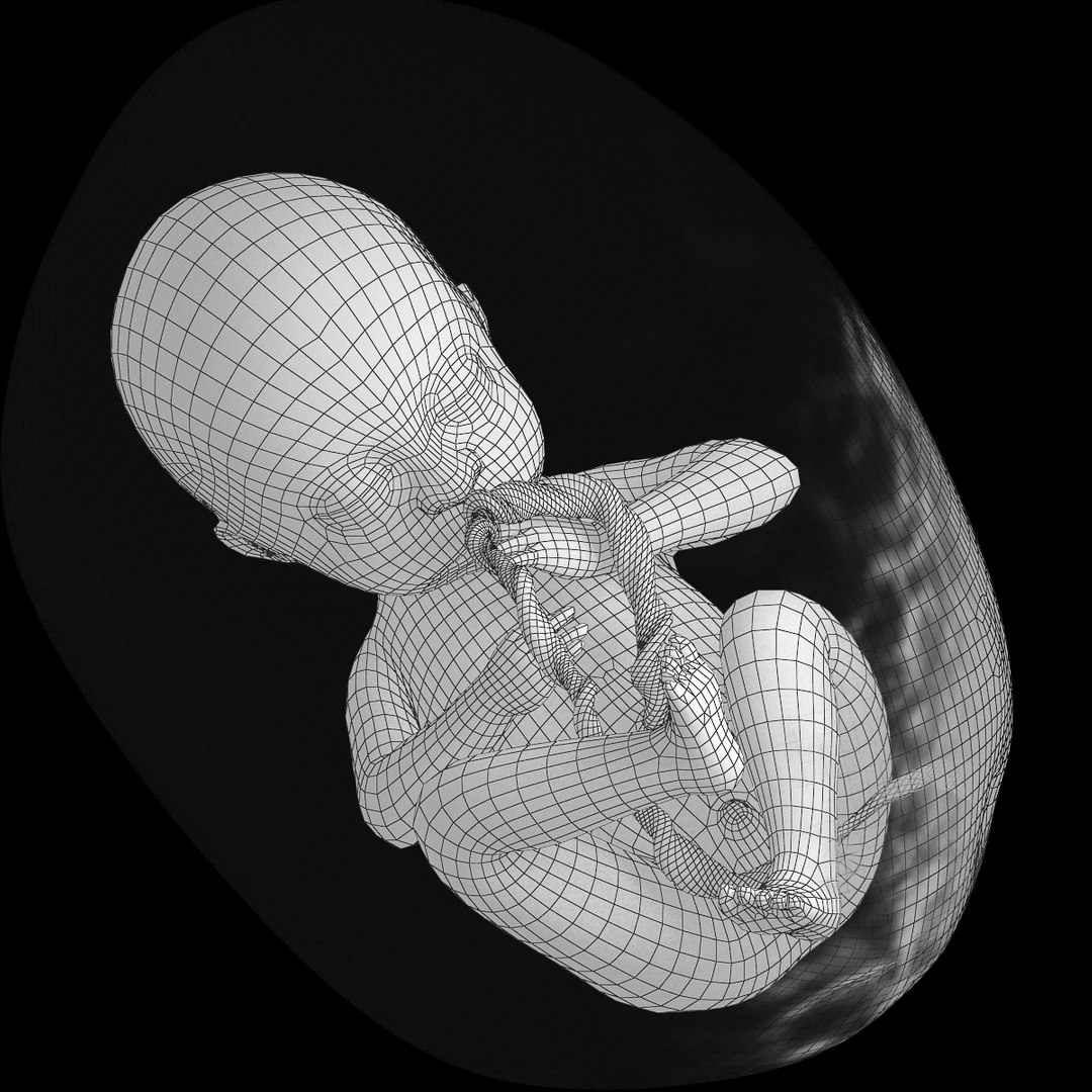 3d Realistic Fetus Womb