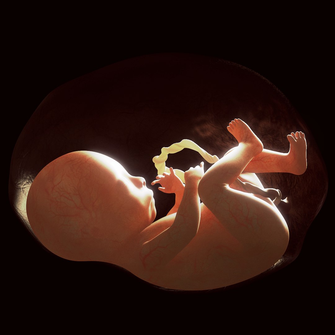3d Realistic Fetus Womb