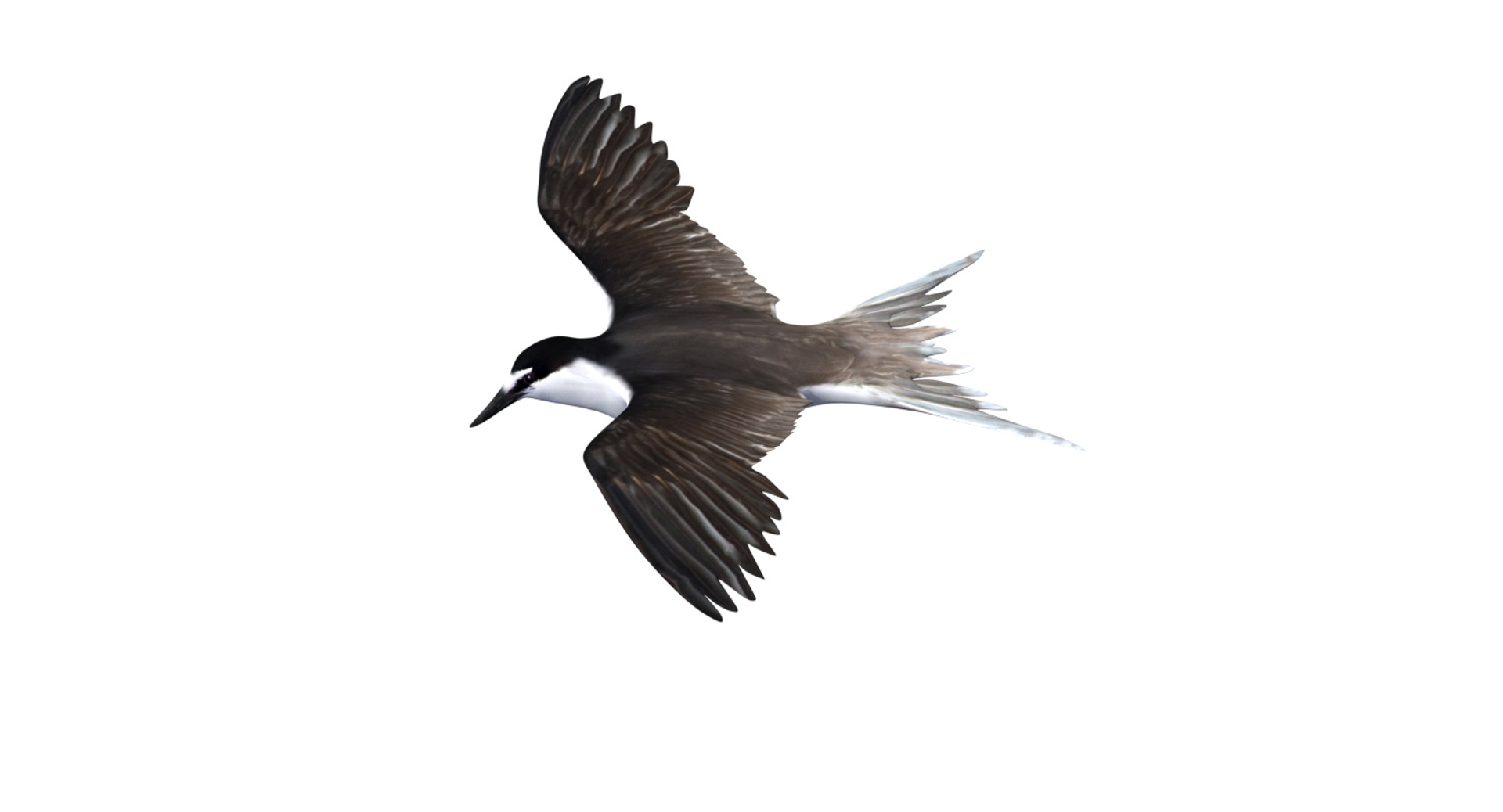 3D Bridled Tern Model | 1147778 | TurboSquid