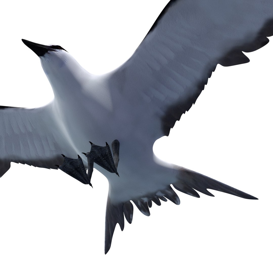 3D Bridled Tern Model | 1147778 | TurboSquid