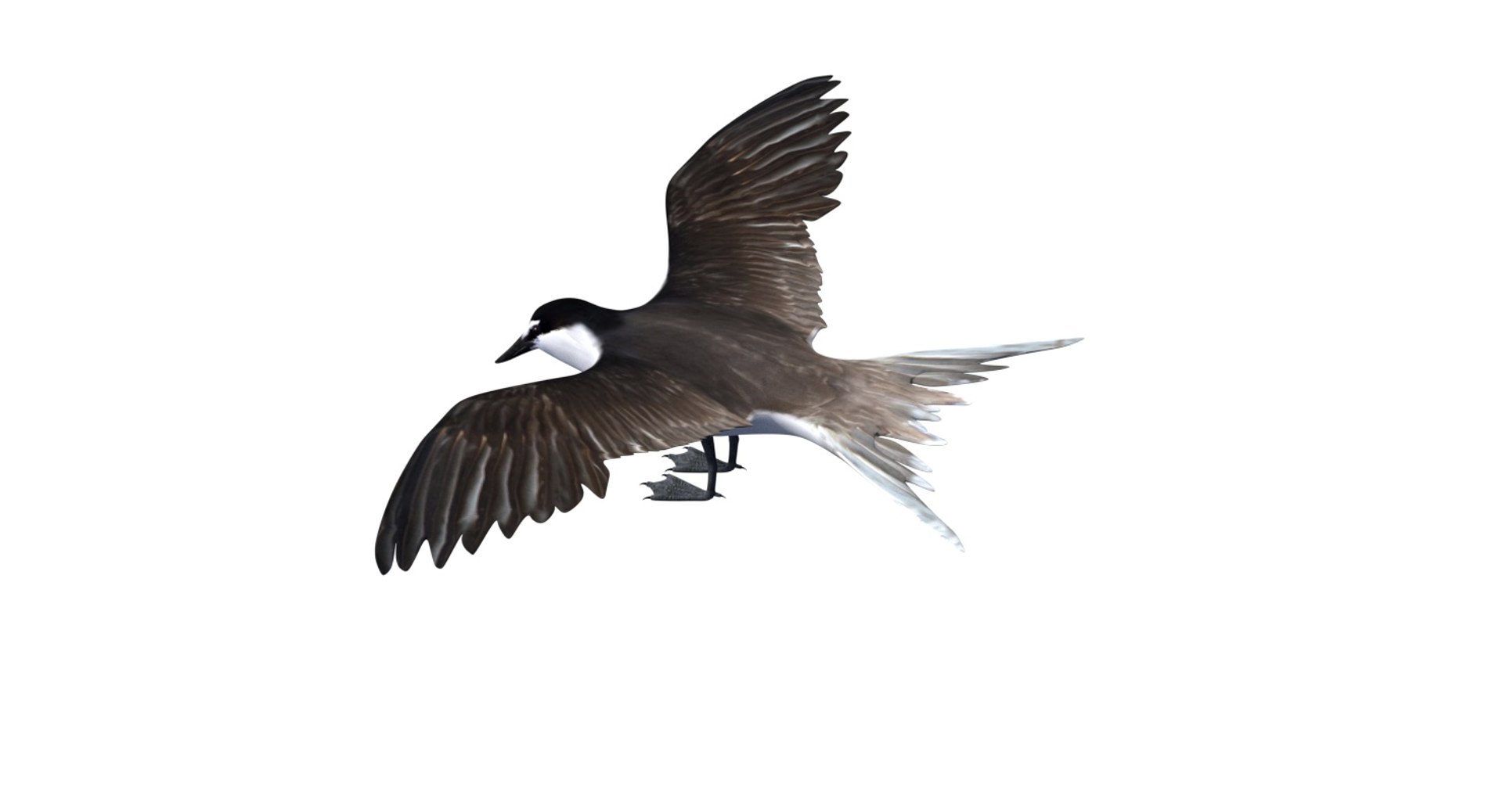 3D Bridled Tern Model | 1147778 | TurboSquid