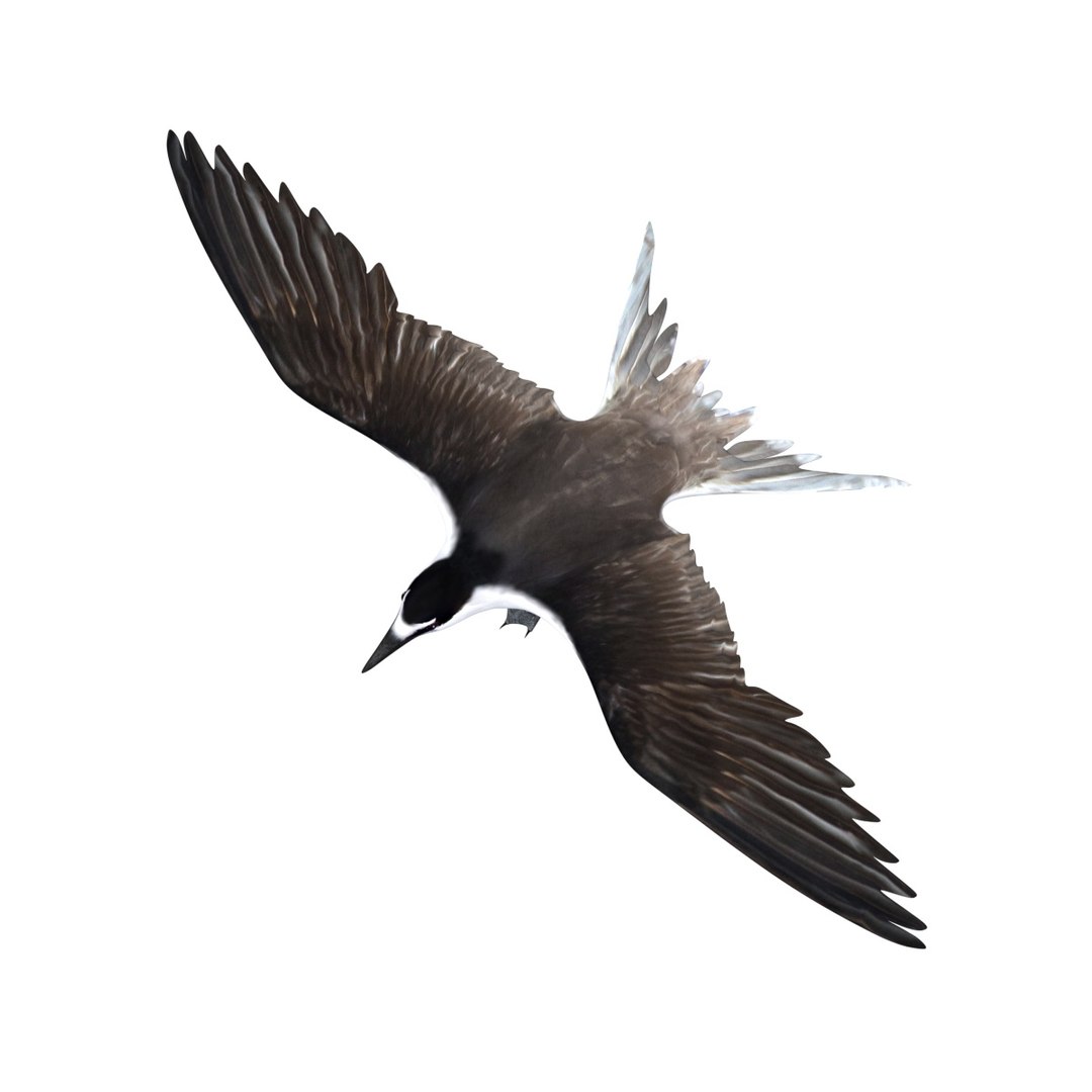 3D Bridled Tern Model | 1147778 | TurboSquid