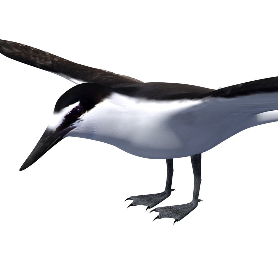 3D Bridled Tern Model | 1147778 | TurboSquid