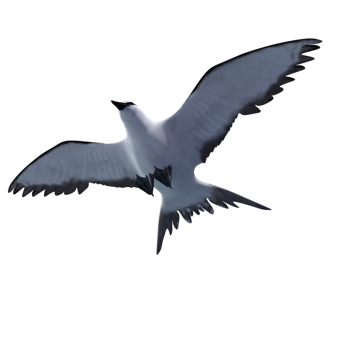 3D Bridled Tern Model | 1147778 | TurboSquid