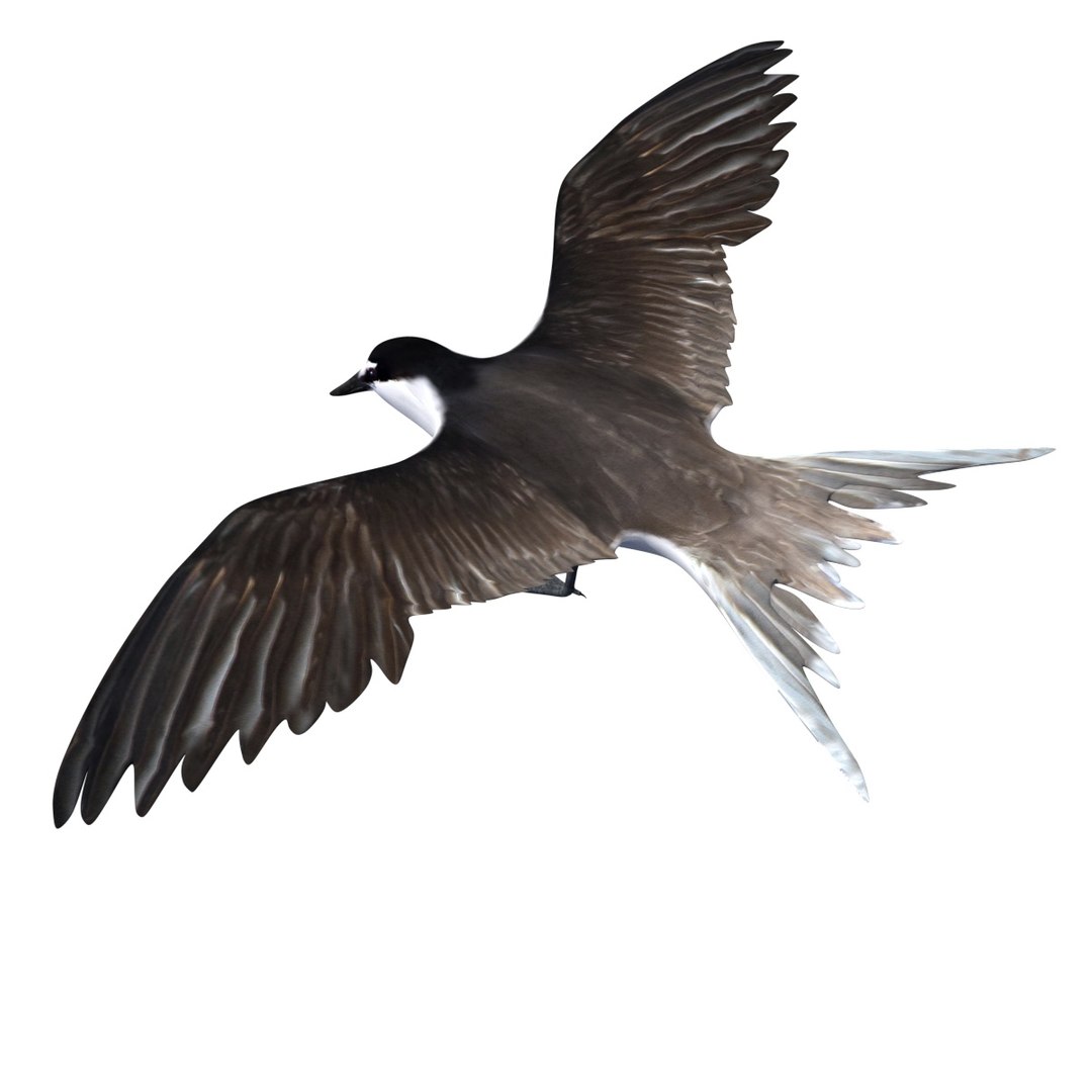 3D Bridled Tern Model | 1147778 | TurboSquid