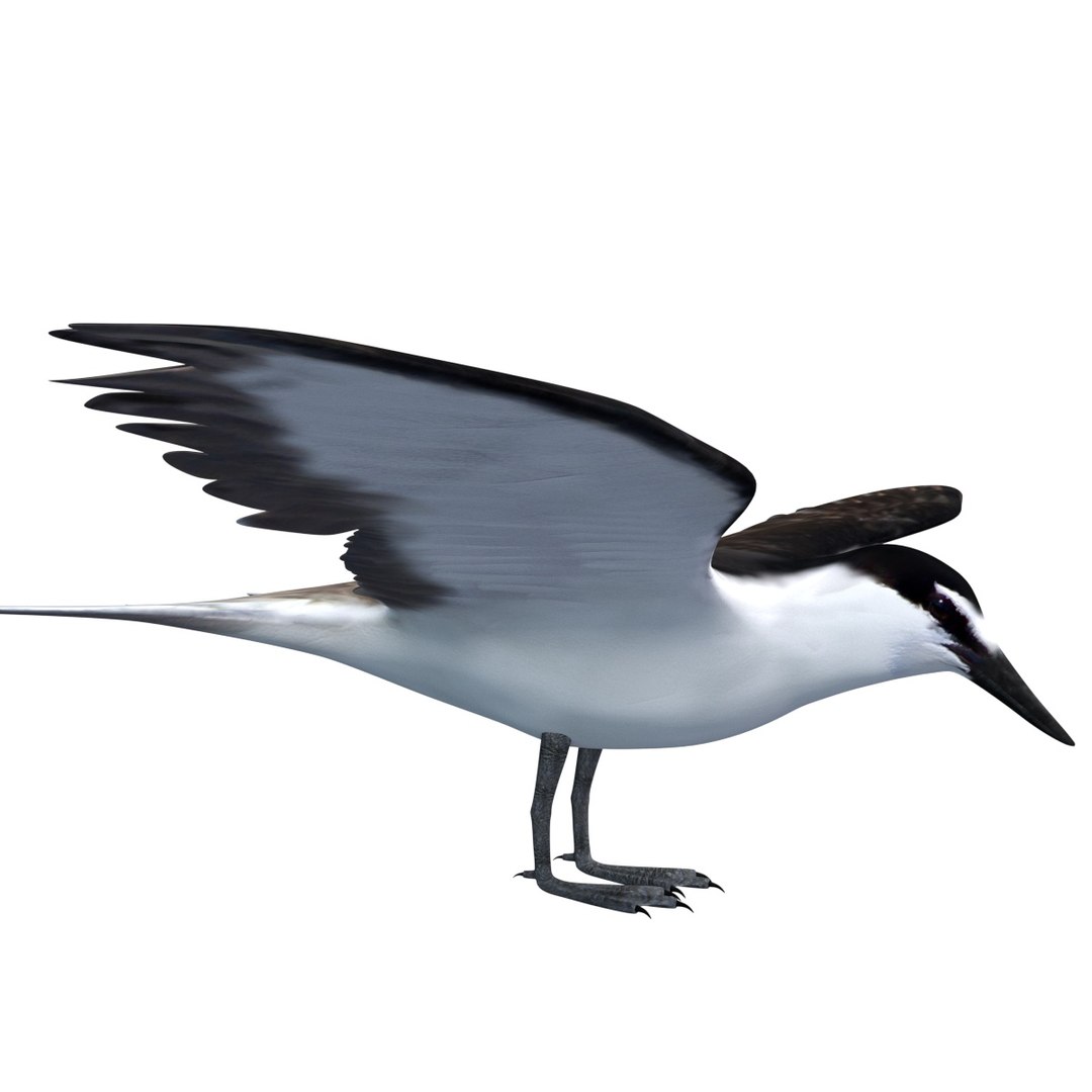 3D Bridled Tern Model | 1147778 | TurboSquid