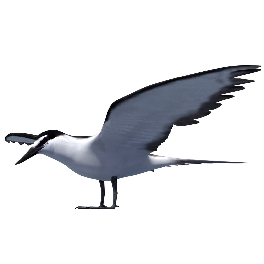 3D Bridled Tern Model | 1147778 | TurboSquid