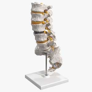 Free 3D Human-Spine Models | TurboSquid