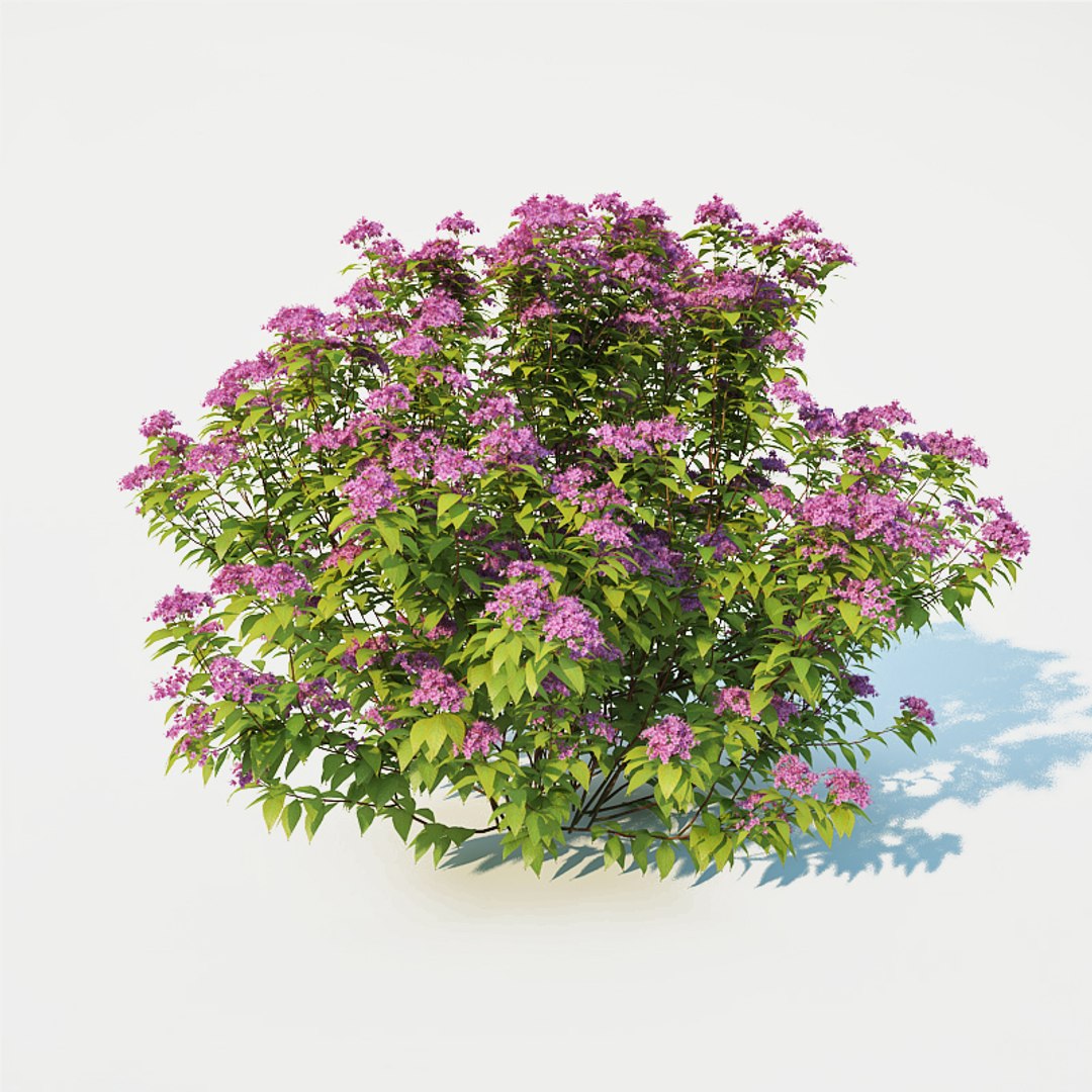 3D Spirea Model - TurboSquid 1214293