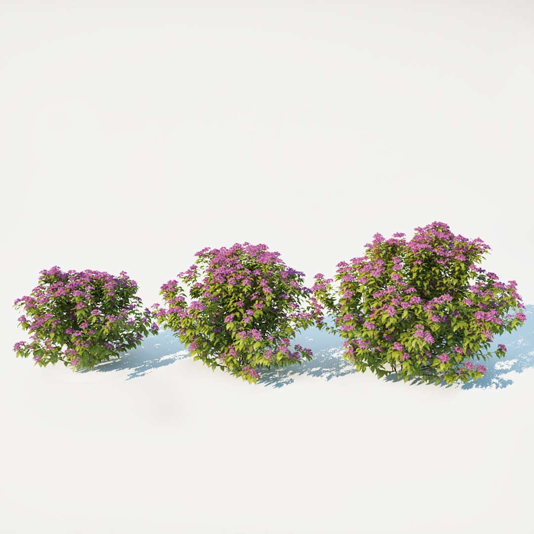 3D Spirea Model - TurboSquid 1214293