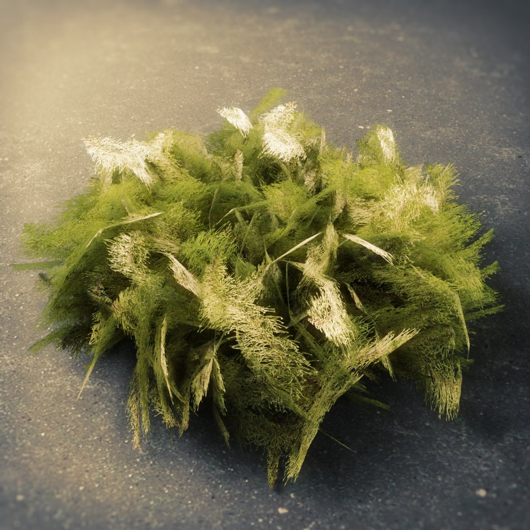 3D Moss 6 - TurboSquid 1535001