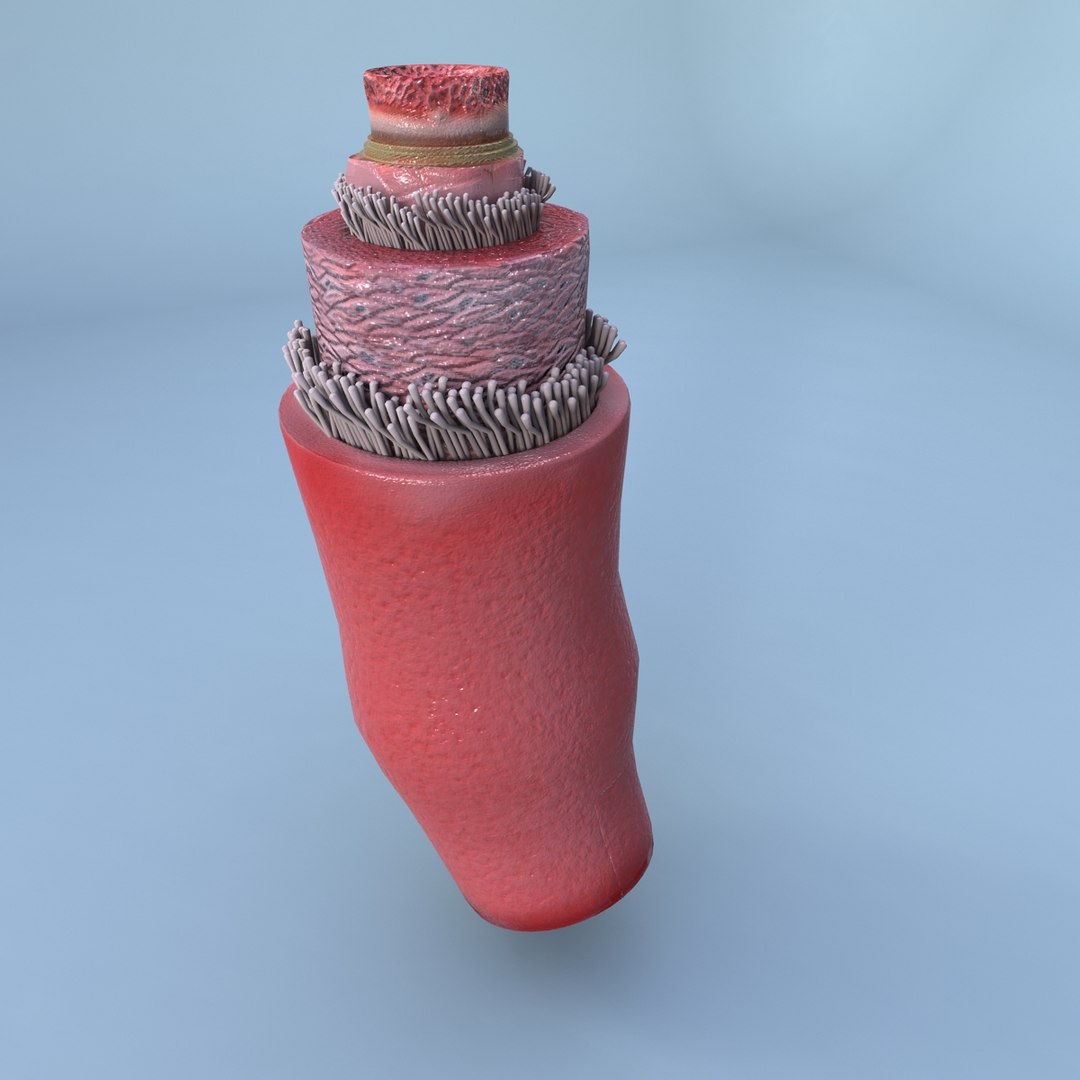 Structure Normal Heart Artery C4d