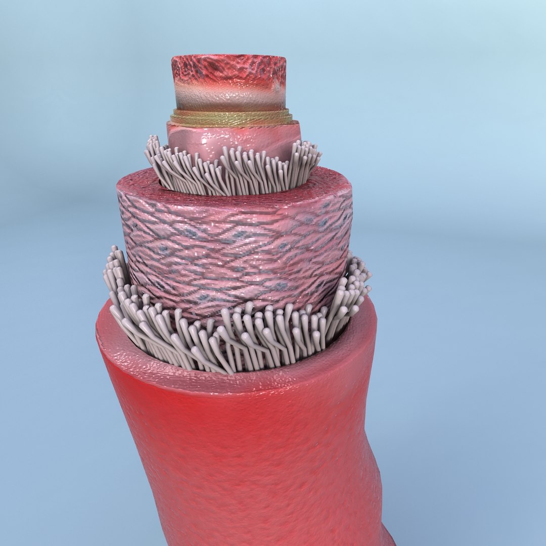 Structure Normal Heart Artery C4d