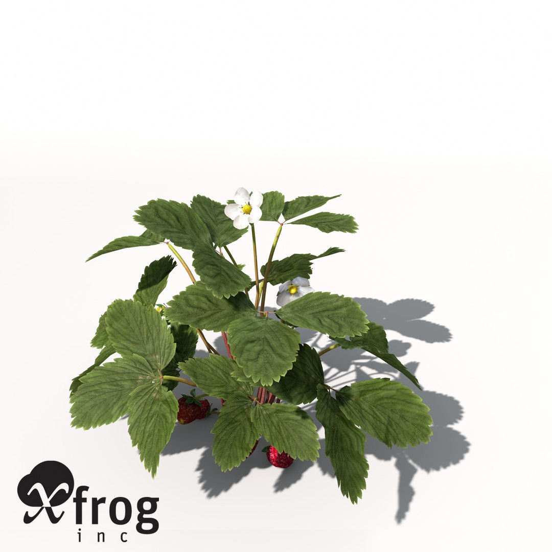 3d Xfrogplants Strawberry X Plant Flower Model