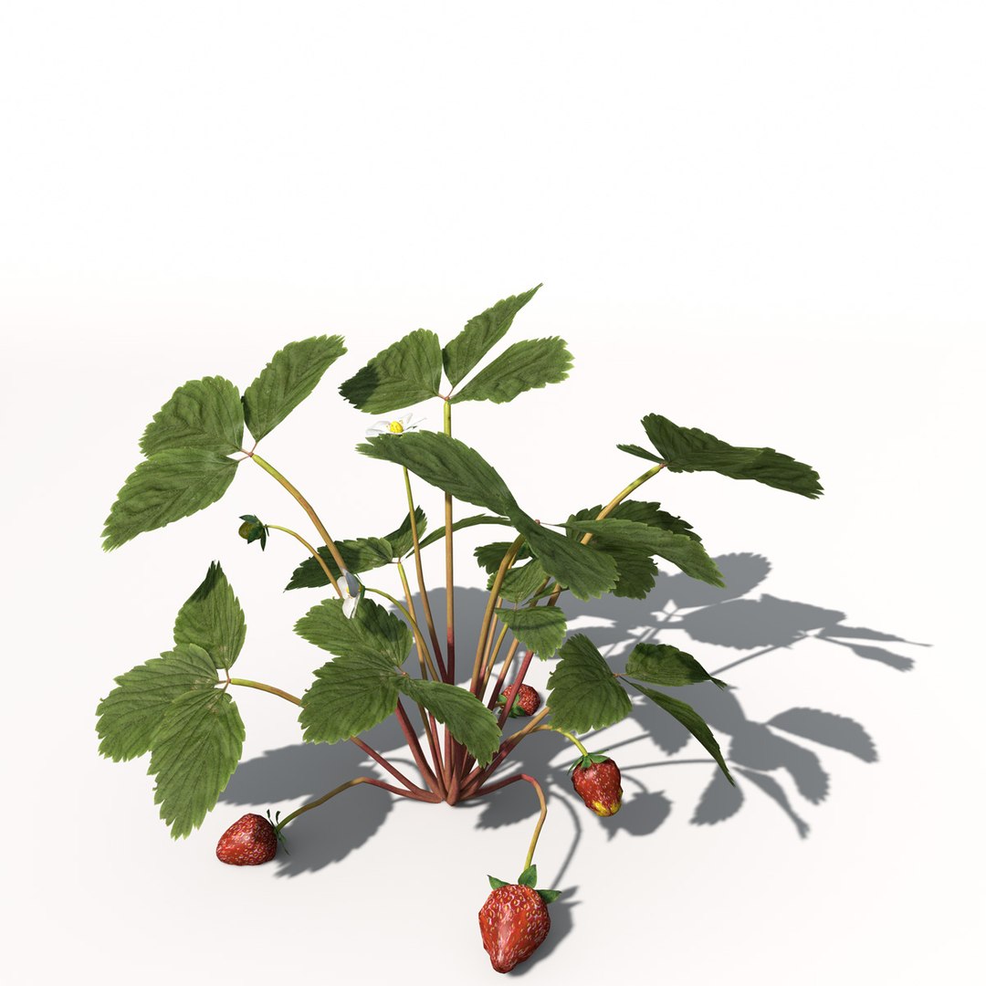 3d Xfrogplants Strawberry X Plant Flower Model