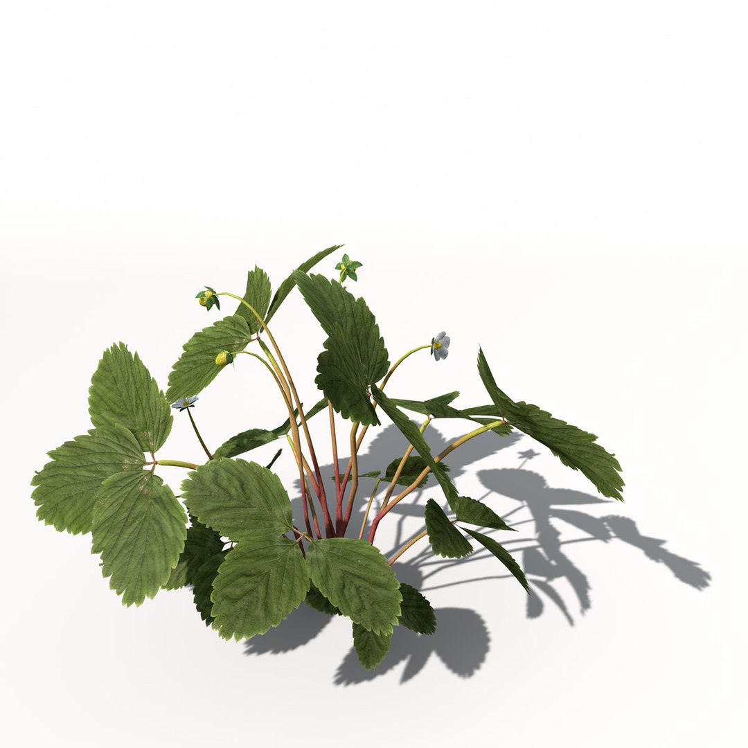 3d Xfrogplants Strawberry X Plant Flower Model