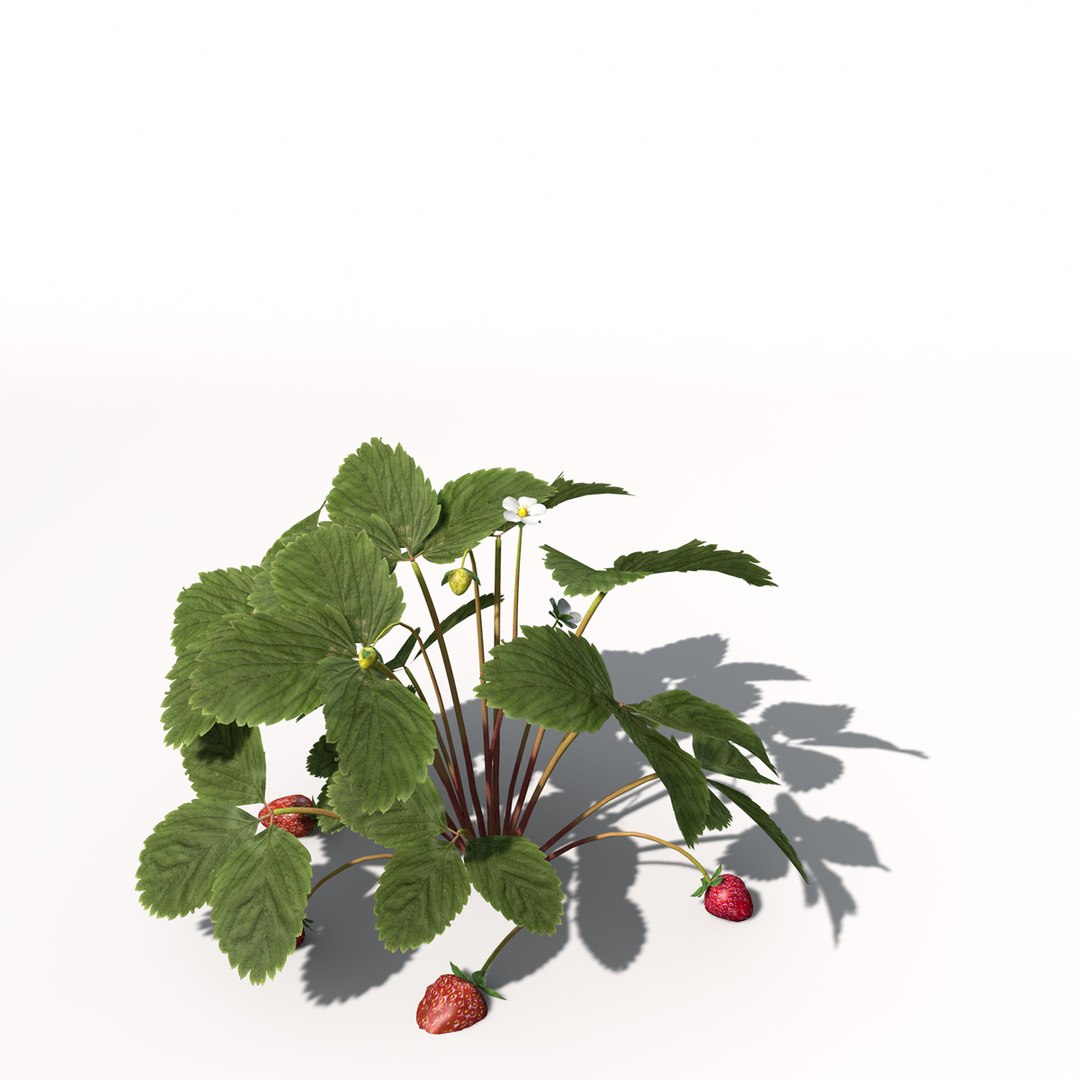 3d Xfrogplants Strawberry X Plant Flower Model