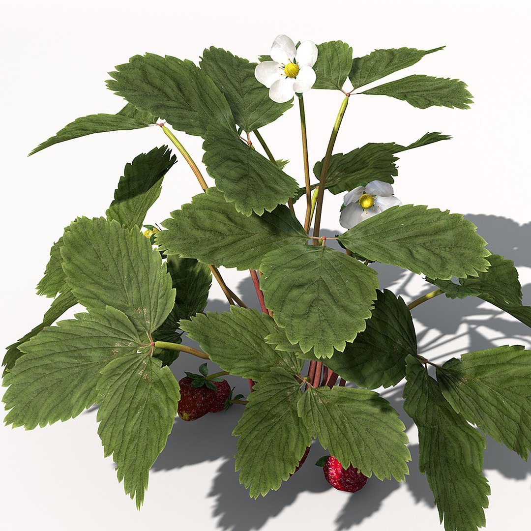 3d Xfrogplants Strawberry X Plant Flower Model